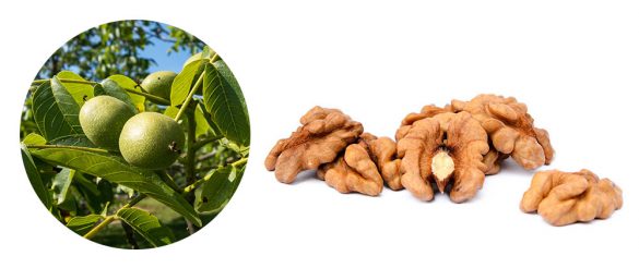 Walnoten - verseklassenoten.nl